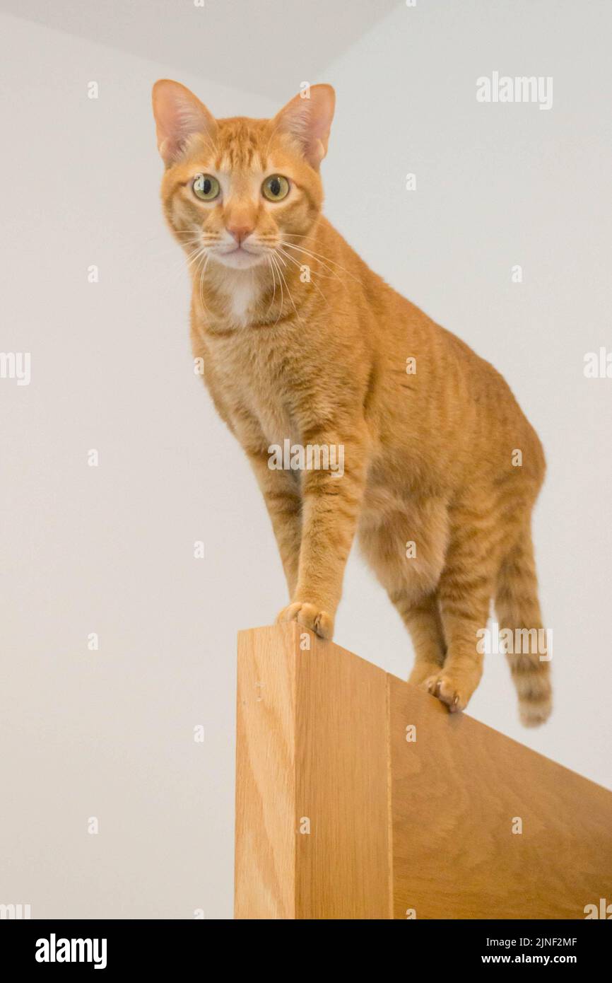 Domestic cat standing hi-res stock photography and images - Alamy