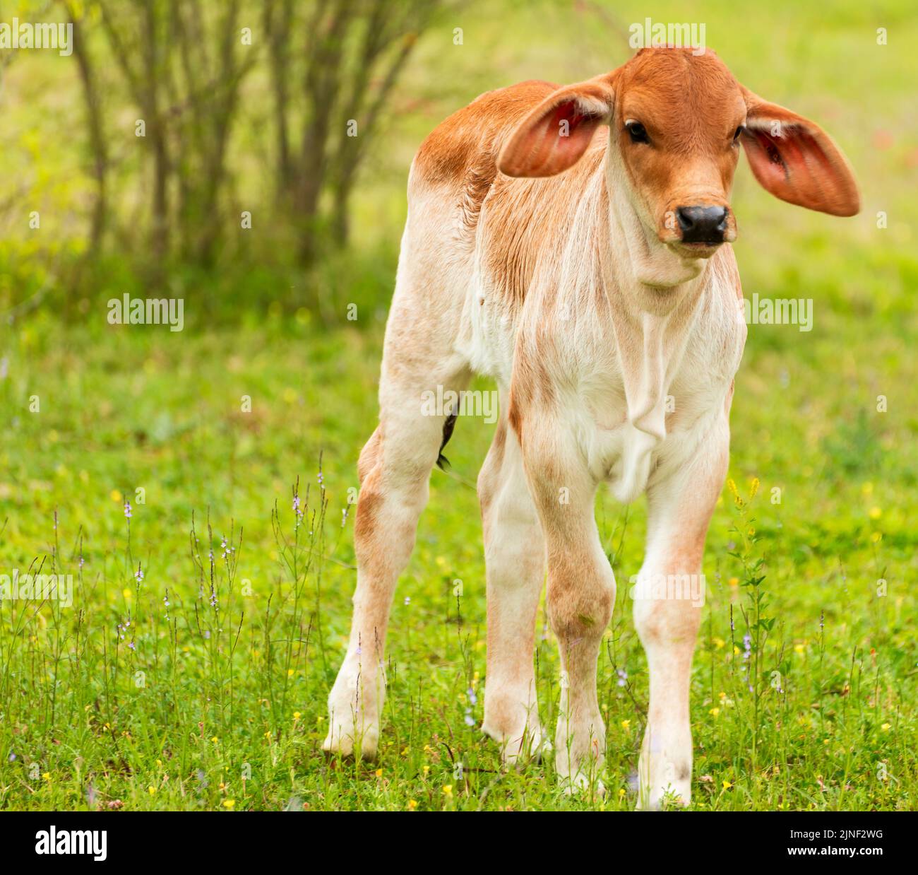 A young american Brahman calf still learning to walk in a green pasture Stock Photo - Alamy