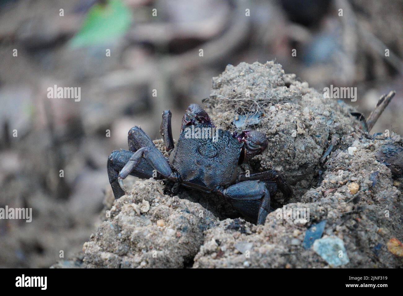 Close up of a mud crab in a mangrove swamp Stock Photo - Alamy