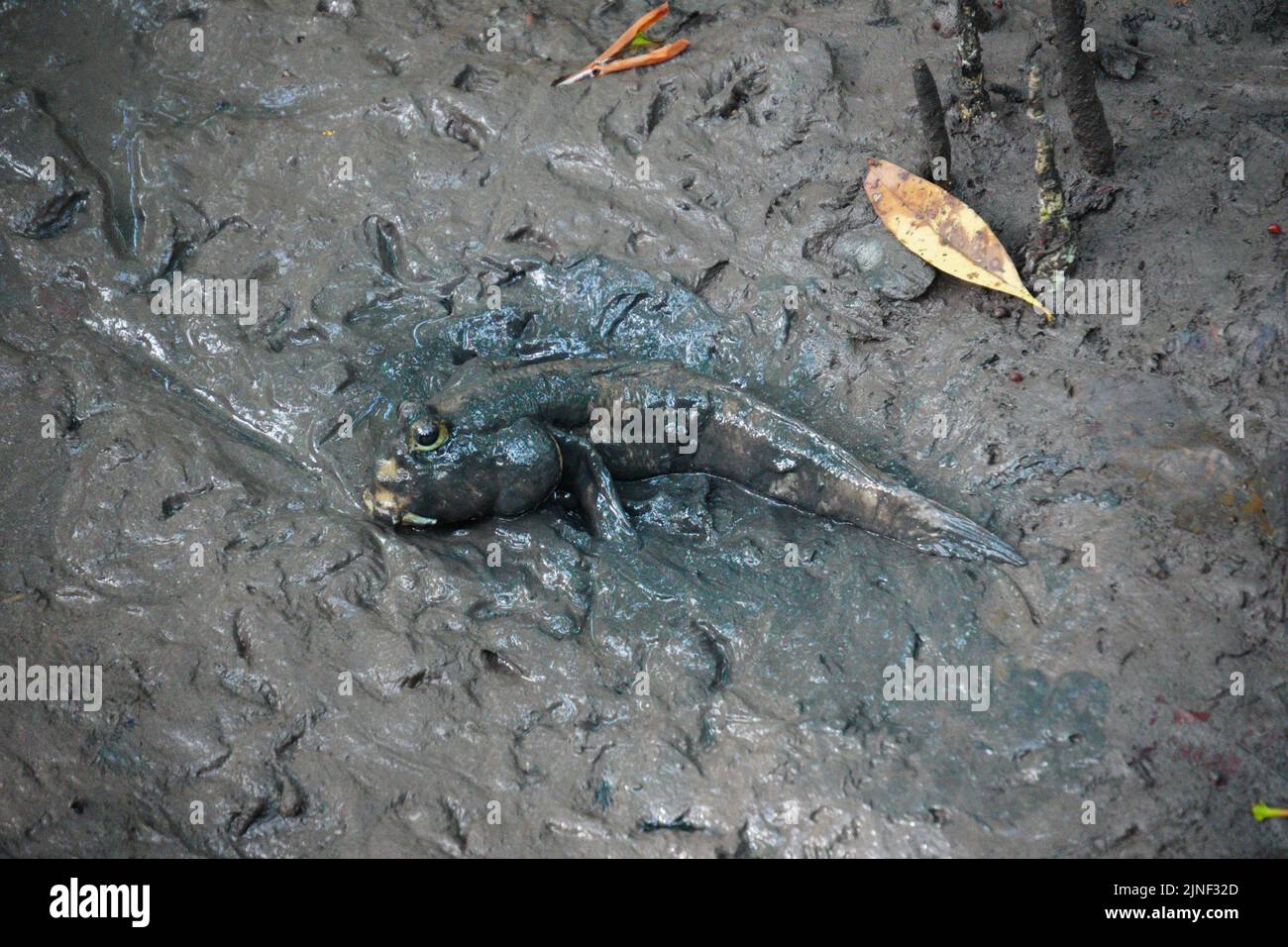 Mudskipper in nature hi-res stock photography and images - Alamy