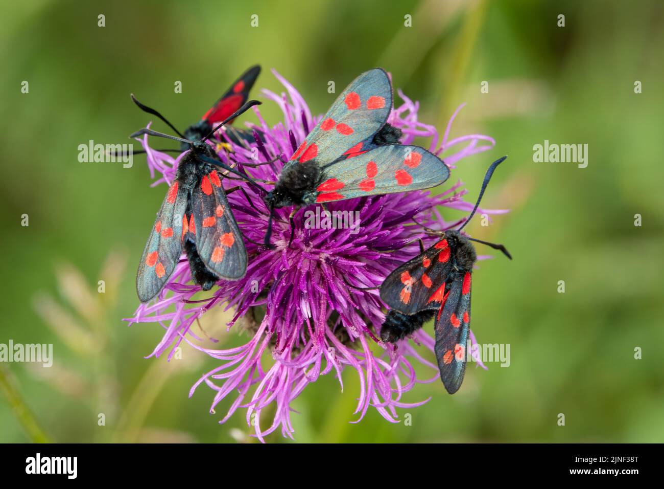 an eclipse of six spot burnet moths (Zygaena filipendulae) feeding on a beautiful pink greater ...