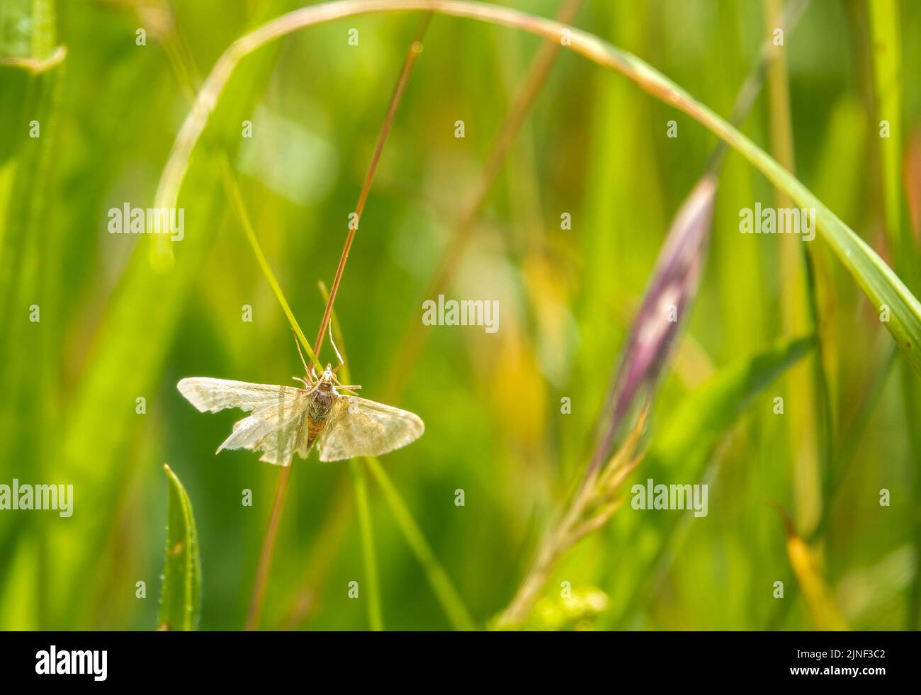 detailed closeup of a Mother of pearl moth (patania ruralis) with ...