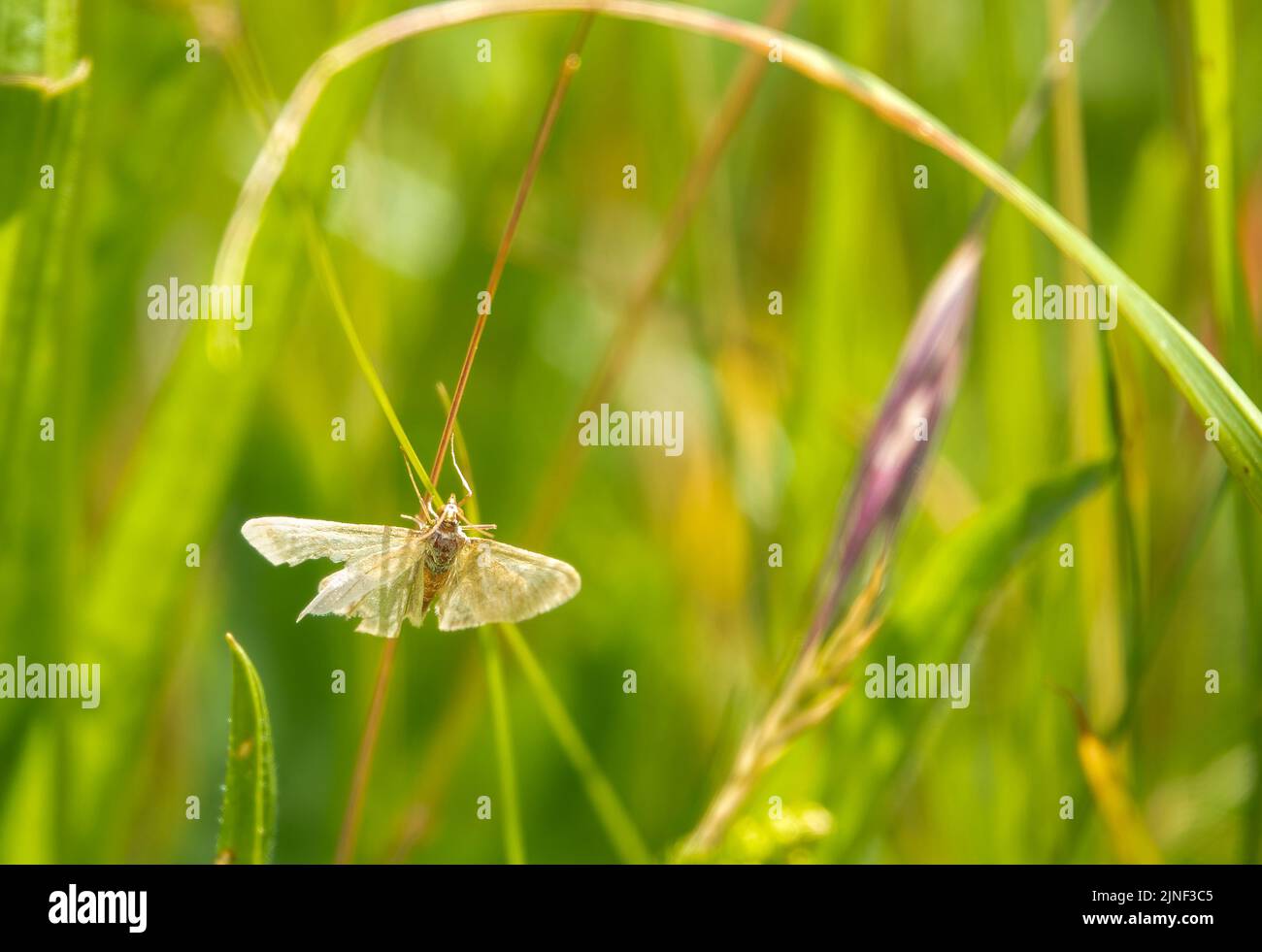 detailed closeup of a Mother of pearl moth (patania ruralis) with ...