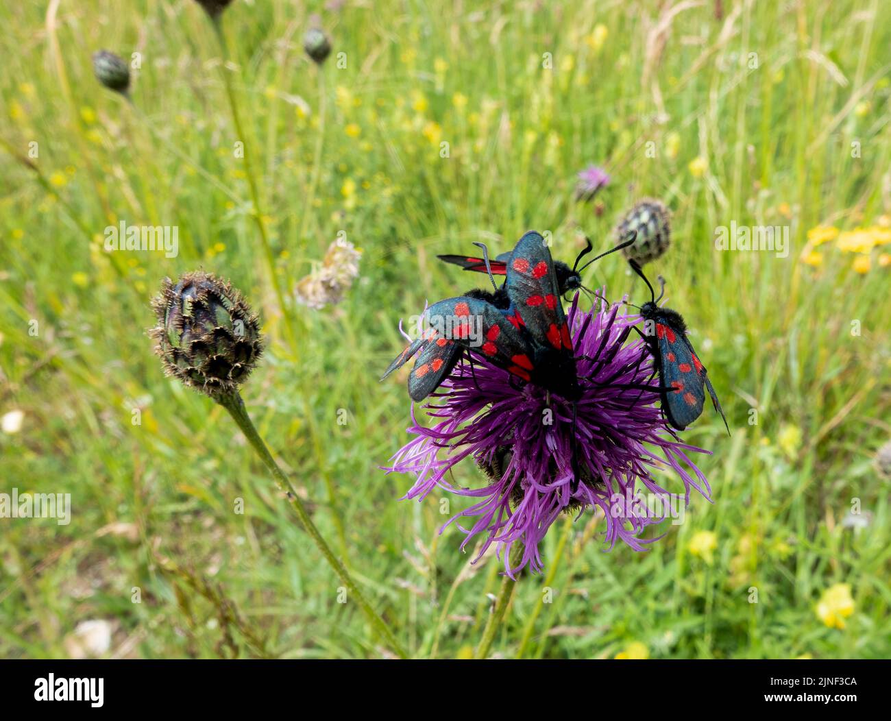 an eclipse of six spot burnet moths (Zygaena filipendulae) feeding on a ...