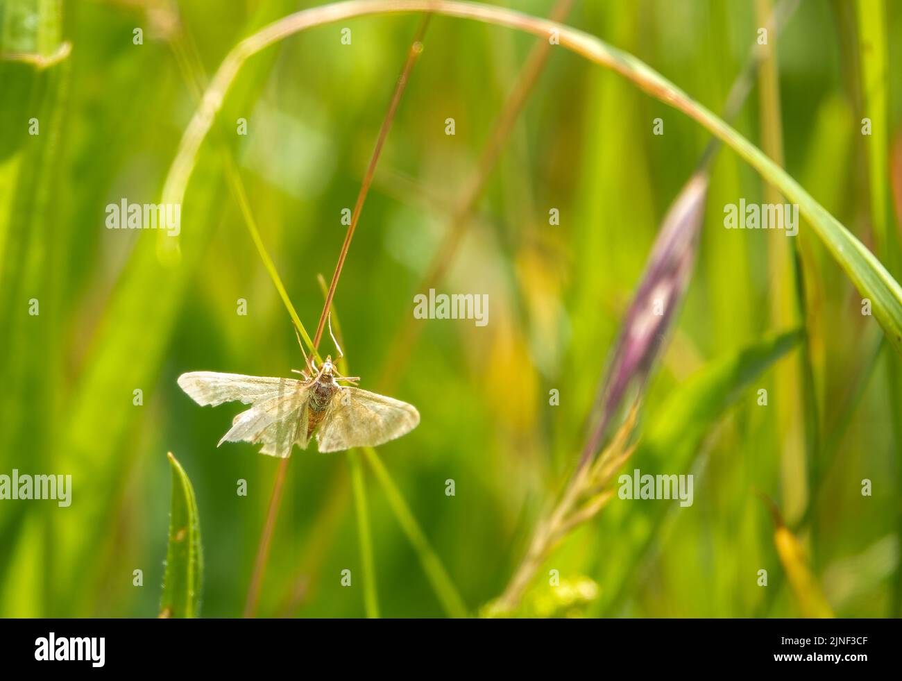 detailed closeup of a Mother of pearl moth (patania ruralis) with ...