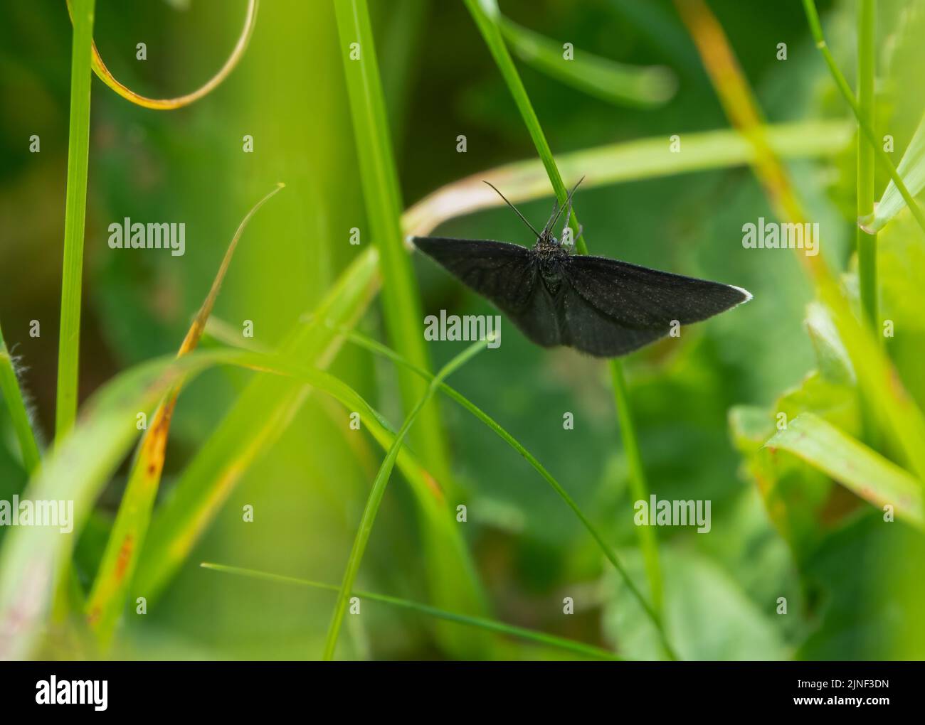 Chimney sweeper butterfly hi-res stock photography and images - Alamy