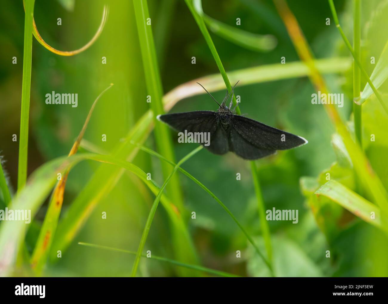 Chimney sweeper butterfly hi-res stock photography and images - Alamy