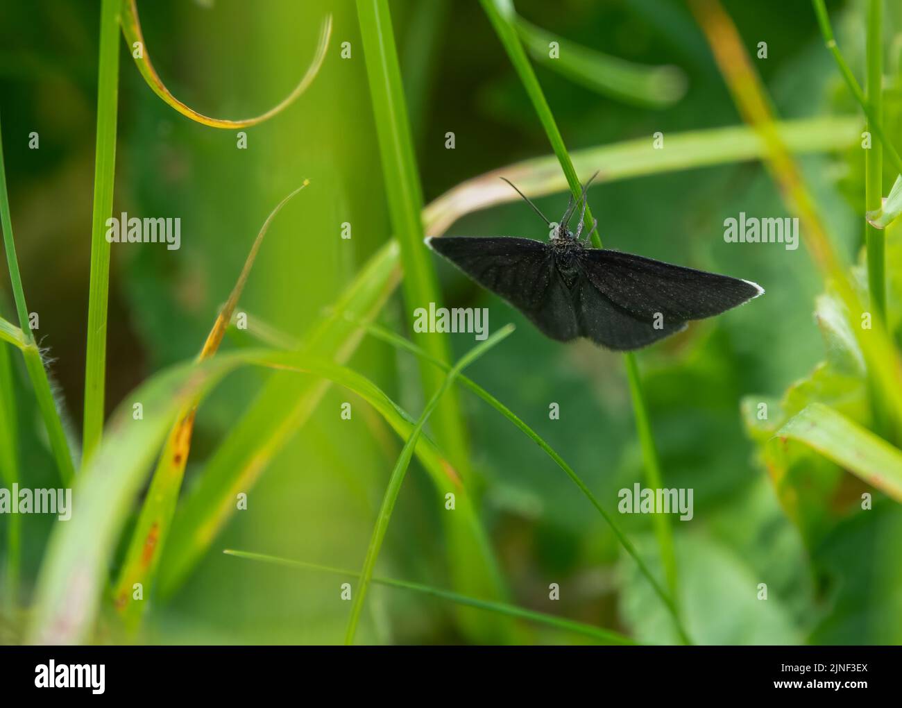 detailed closeup of a Chimney Sweeper moth (Odezia atrata Stock Photo ...