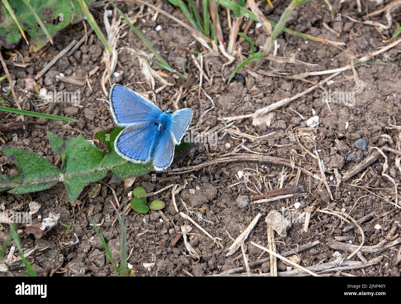 detailed closeup of a common blue butterfly (Polyommatus icarus Stock ...