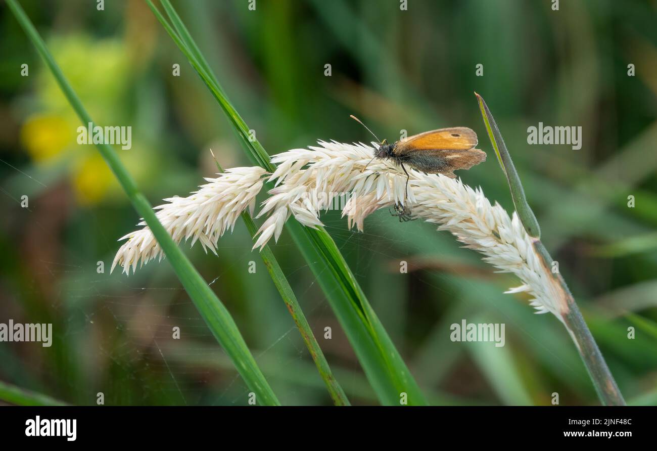 detailed closeup of a meadow brown butterfly (Maniola jurtina Stock ...