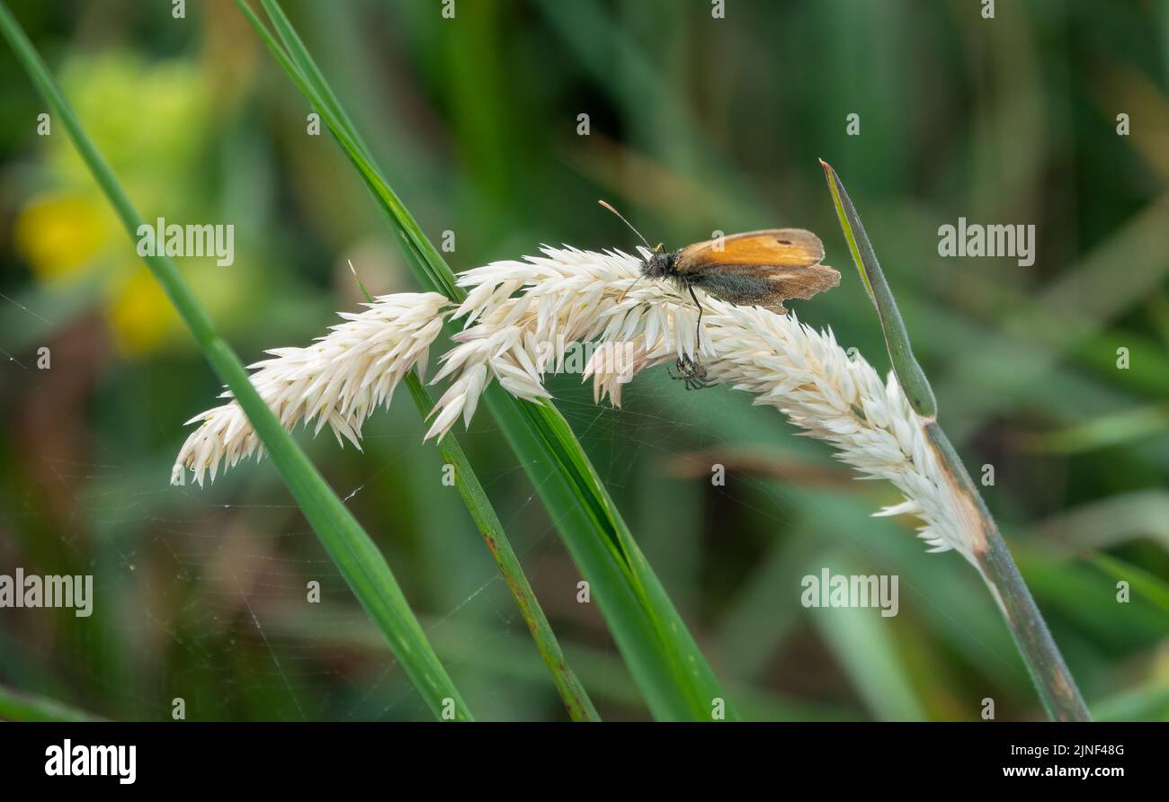 detailed closeup of a meadow brown butterfly (Maniola jurtina Stock ...