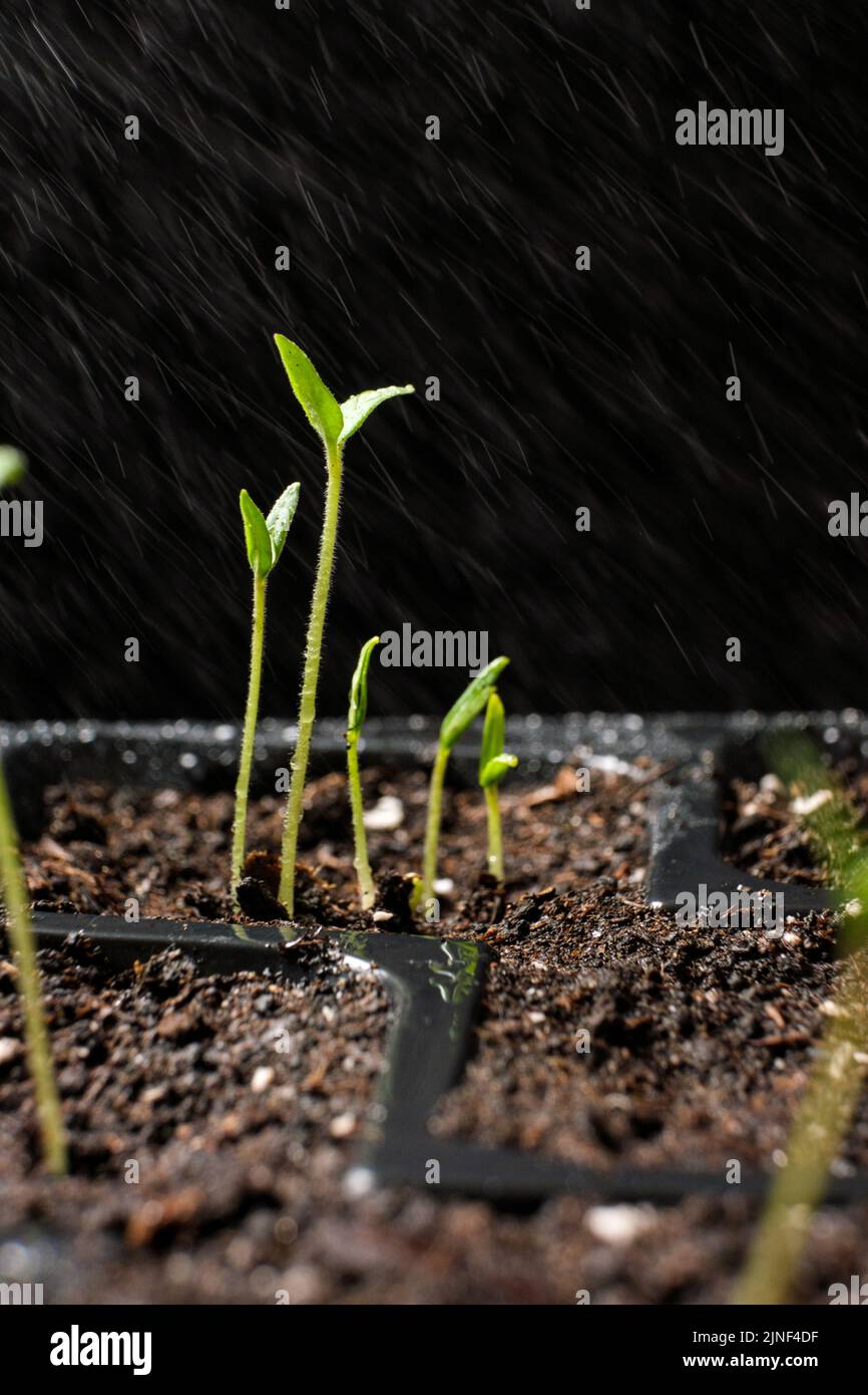 Growing tomatoes from seeds, step by step. Step 7 - watering the ...