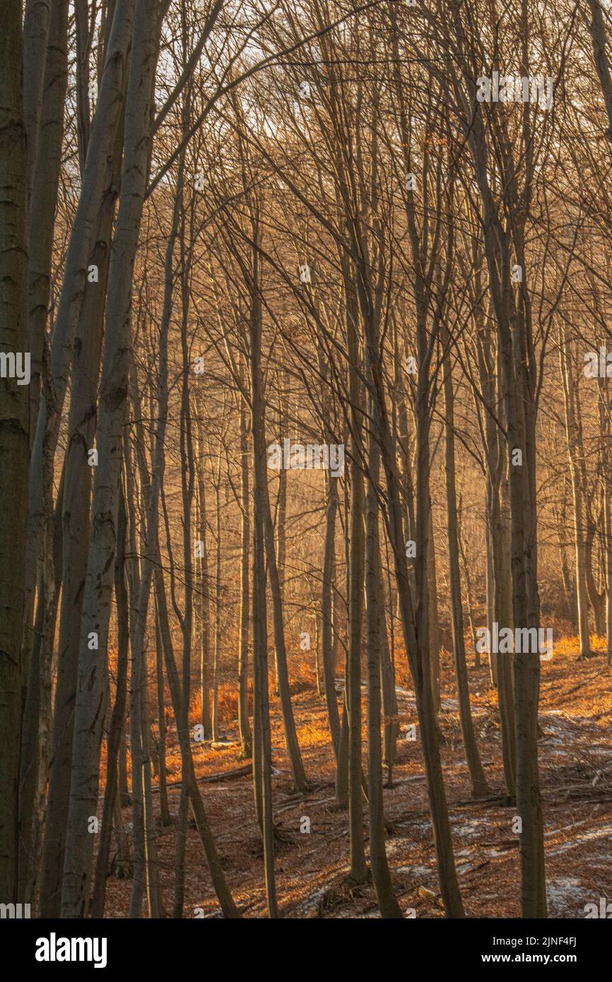 A vertical shot of autumn trees in the forest Stock Photo - Alamy