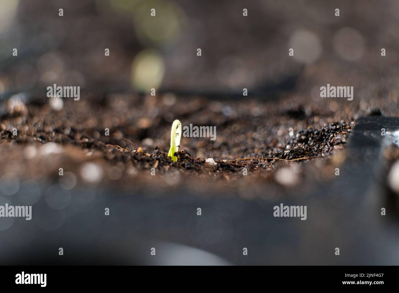 Growing tomatoes from seeds, step by step. Step 4 - the first sprout ...