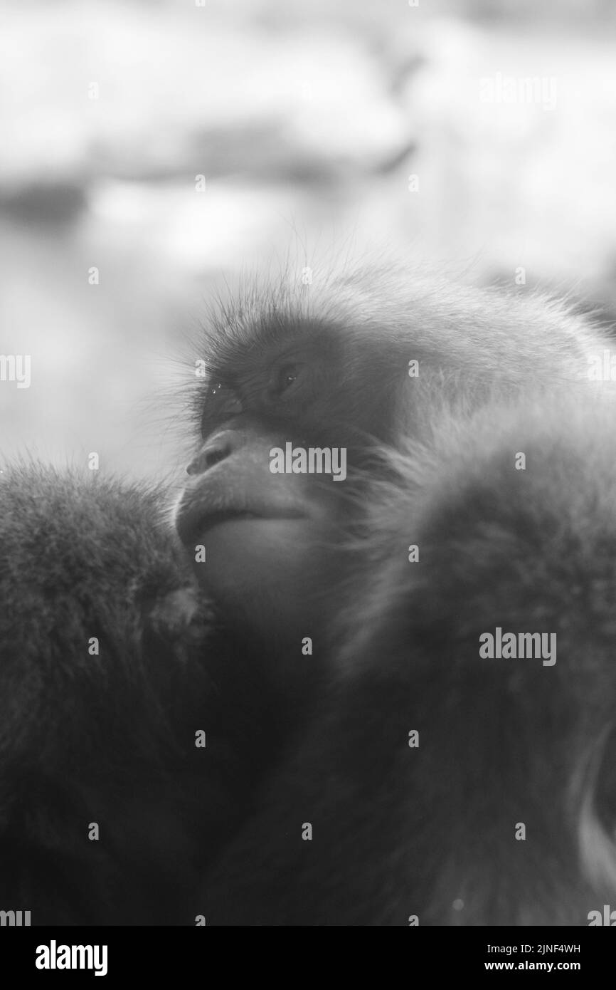 Cute baby monkey looking off in a dramatic sad way in black and white ...