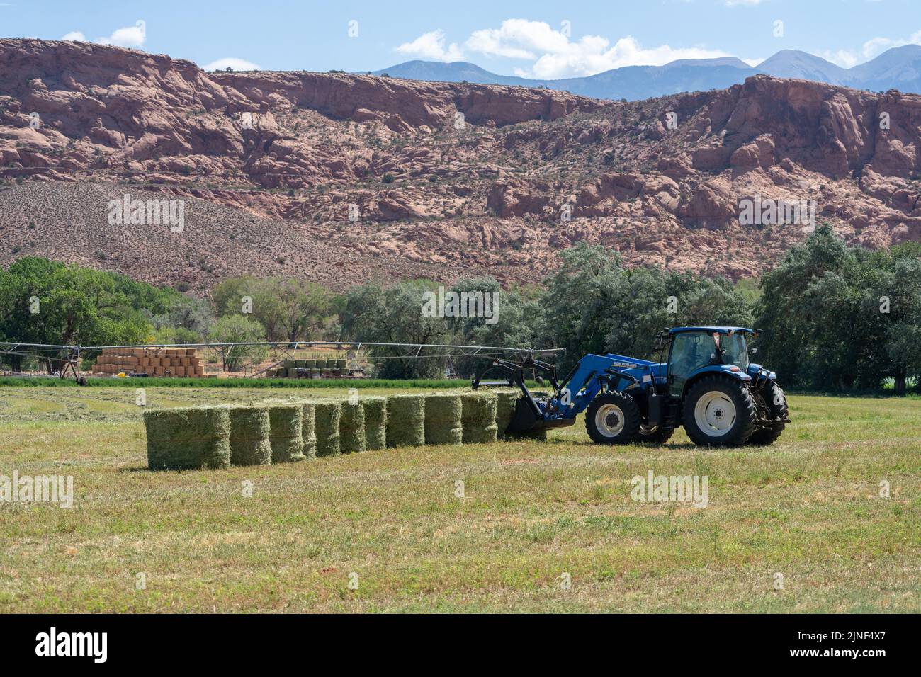 Rolled afafa hay bales with a tractor on a ranch in Spanish Valley ...