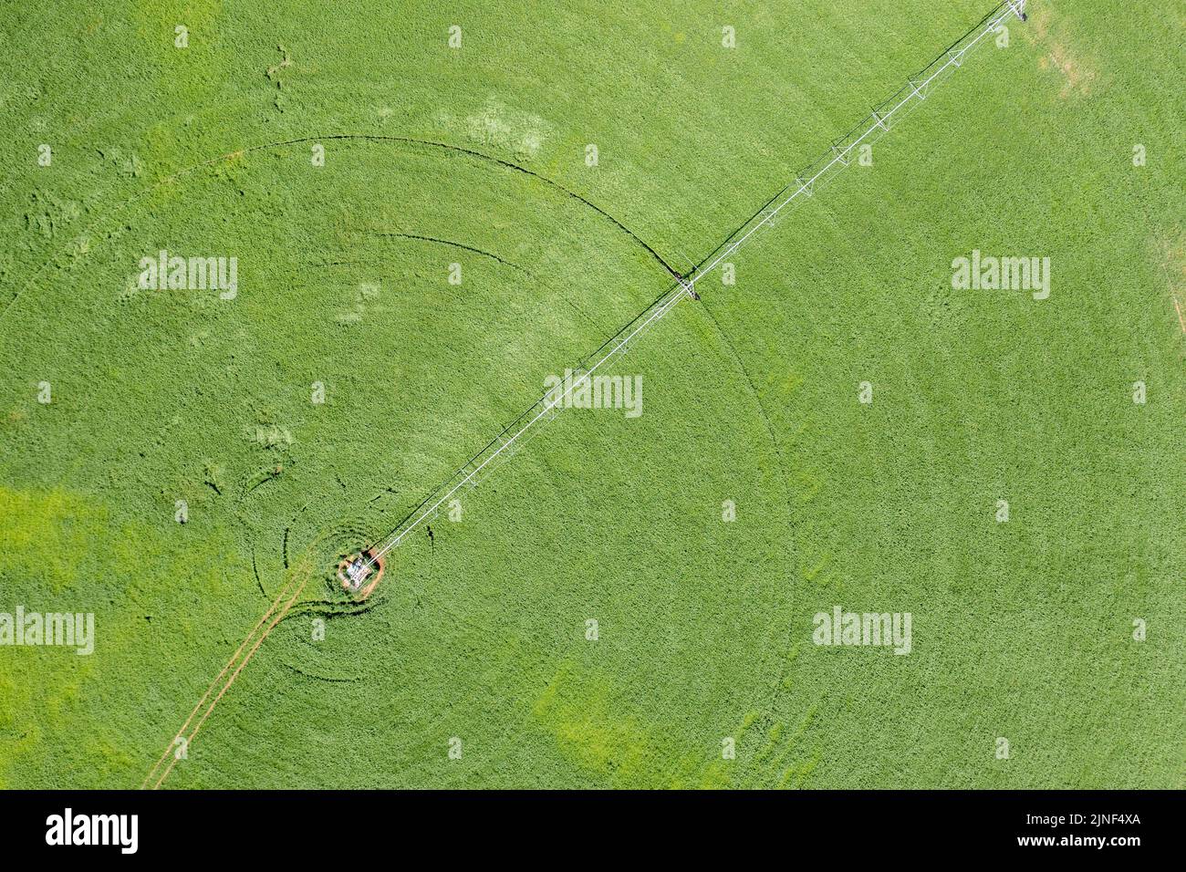 A center pivot irrigation system watering a field of sorghum in Spanish ...