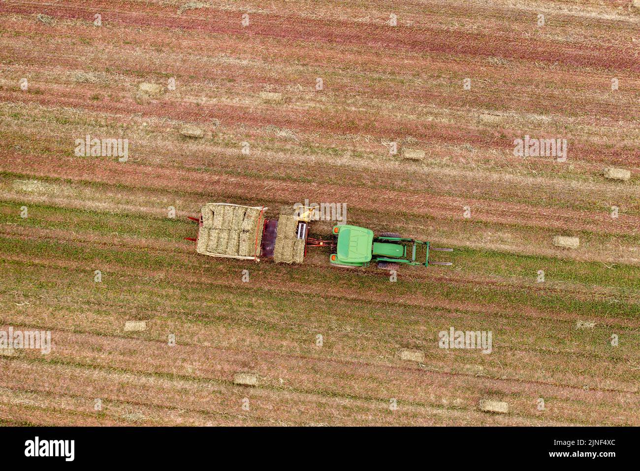 An aerial view of a rancher collecting hay bales with a tractor and a ...