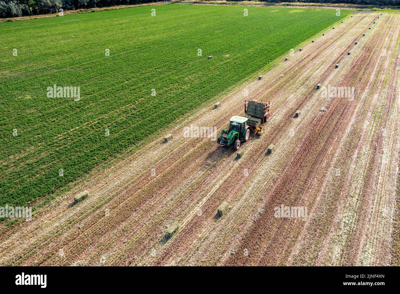 An aerial view of a rancher collecting hay bales with a tractor and a ...