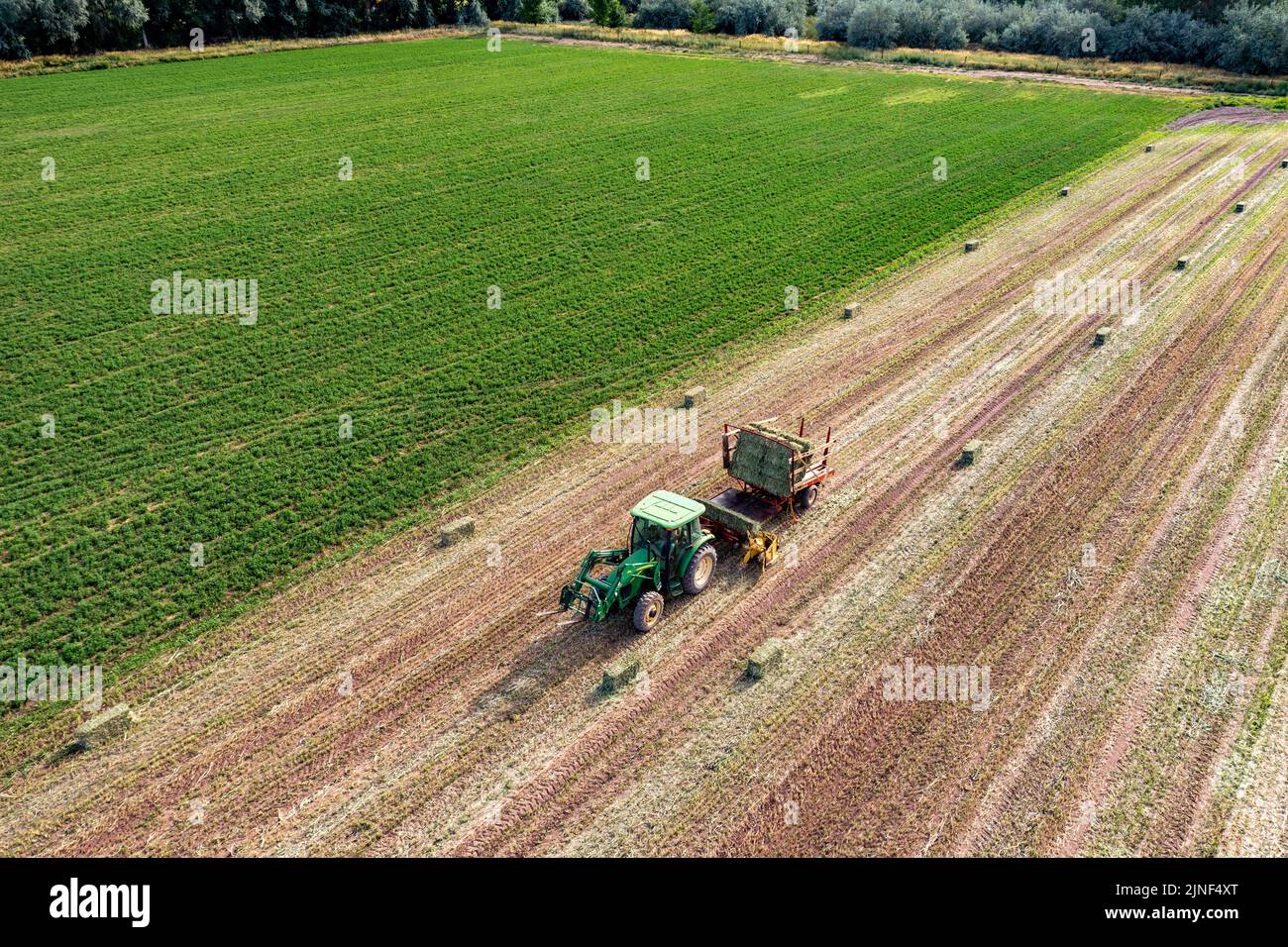 An aerial view of a rancher collecting hay bales with a tractor and a ...