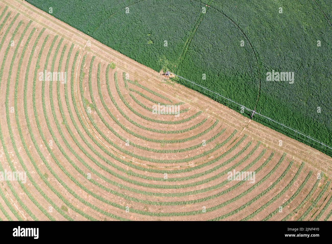 Alfafa growing hi-res stock photography and images - Alamy