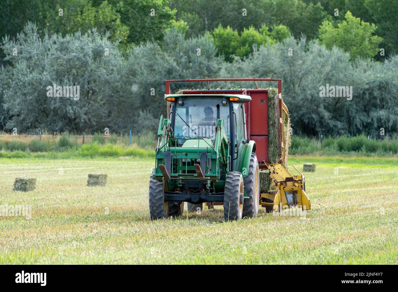 A rancher collecting hay bales with a tractor and a bale wagon on a ...