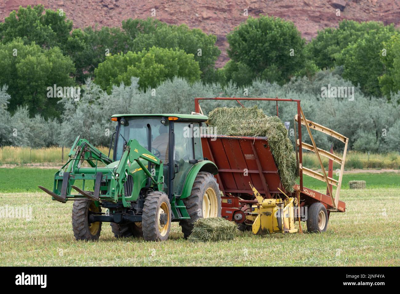 A rancher collecting hay bales with a tractor and a bale wagon on a ...