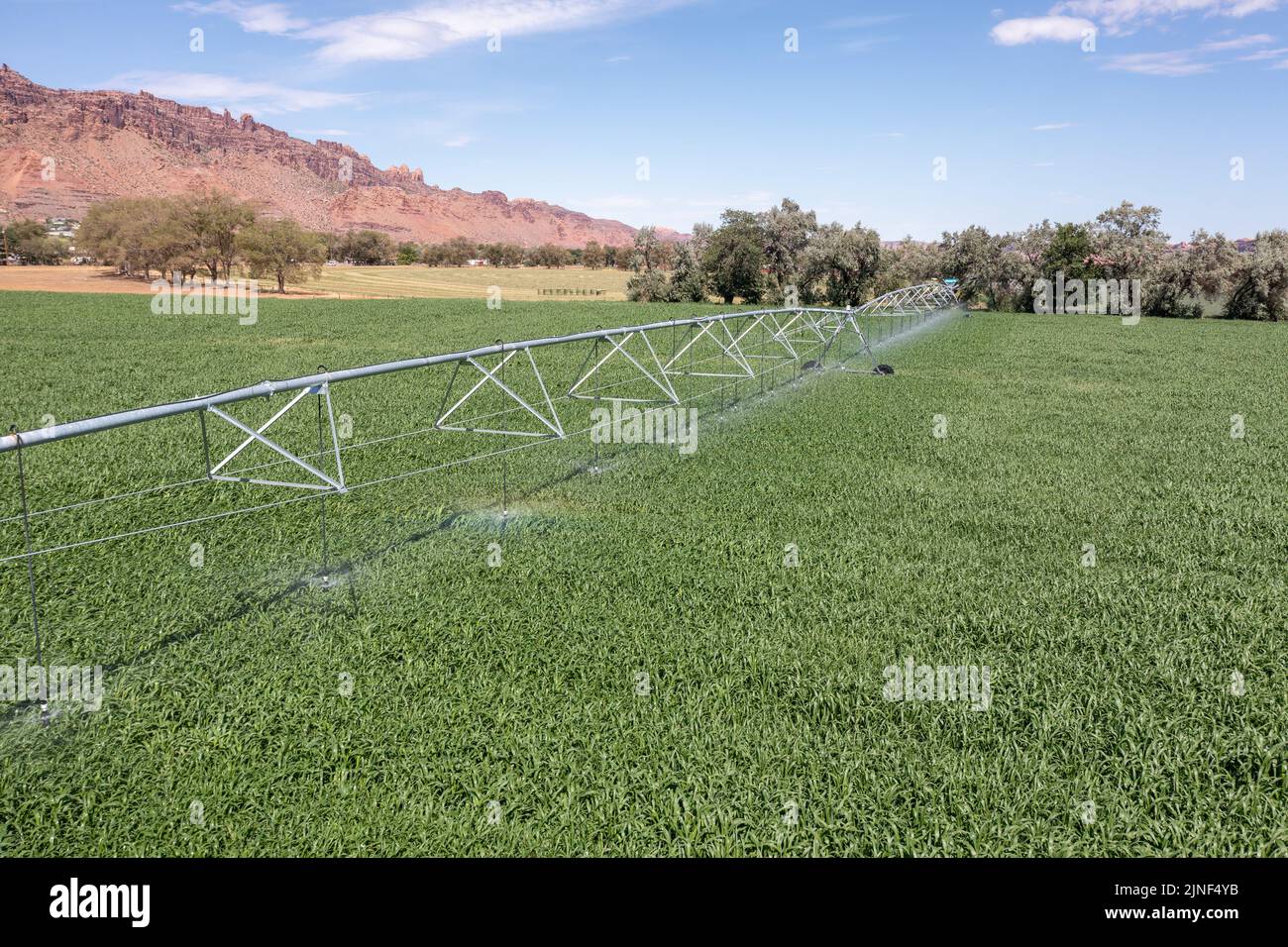 A center pivot irrigation system watering a field of sorghum in Spanish ...