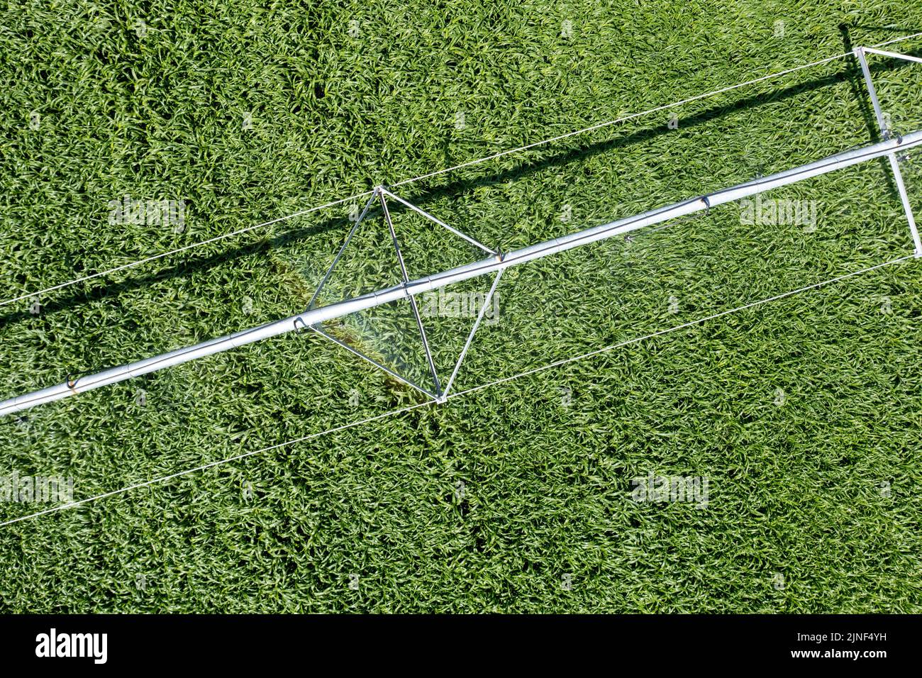 A center pivot irrigation system watering a field of sorghum in Spanish ...