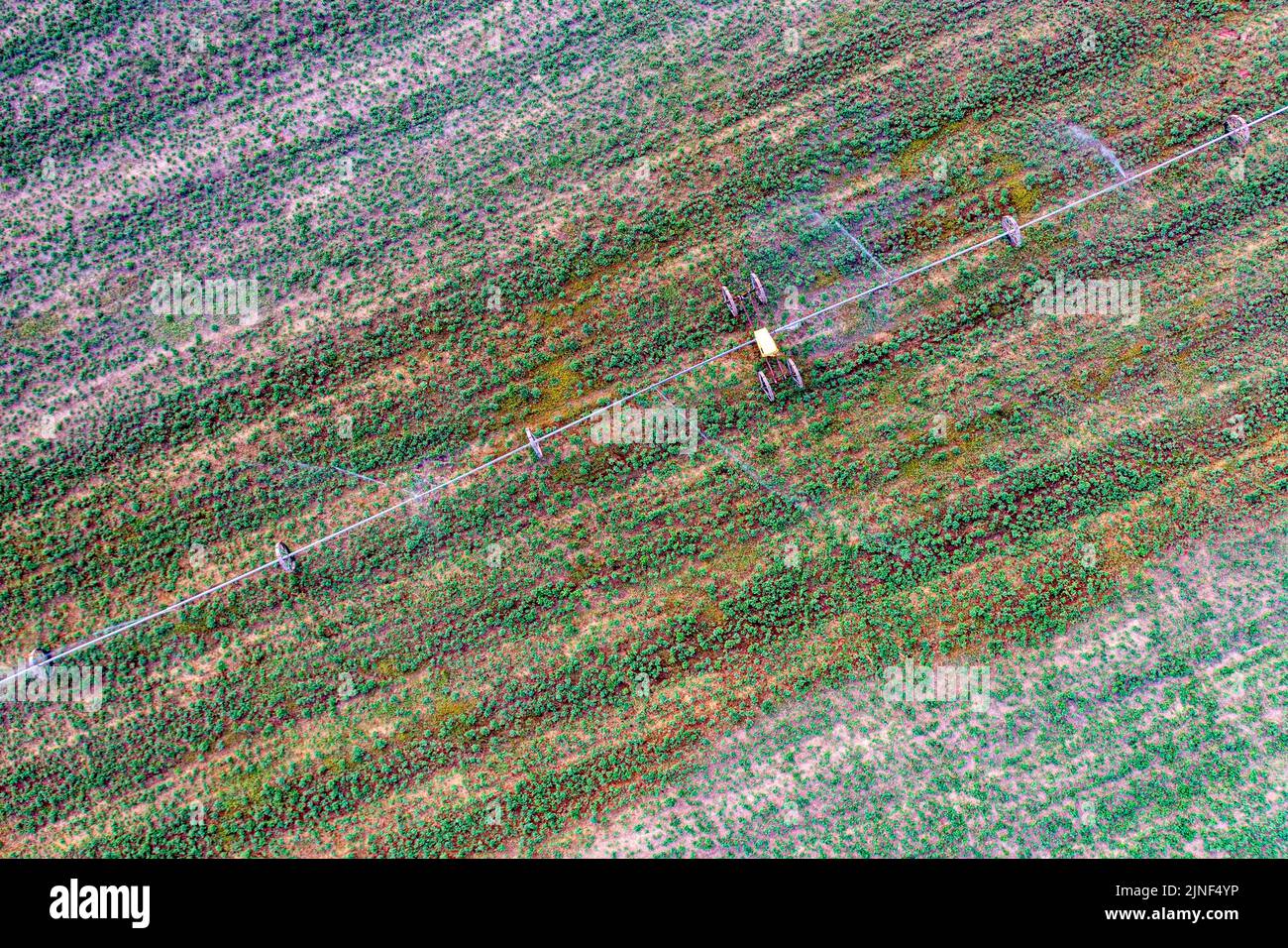 Aerial view of a wheel line or sideroll irrigation system watering a ...