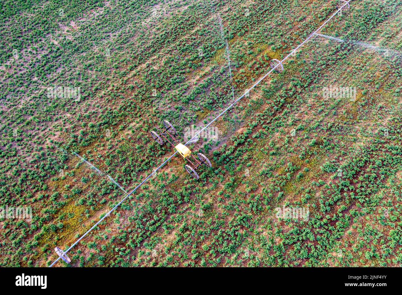 Aerial view of a wheel line or sideroll irrigation system watering a ...
