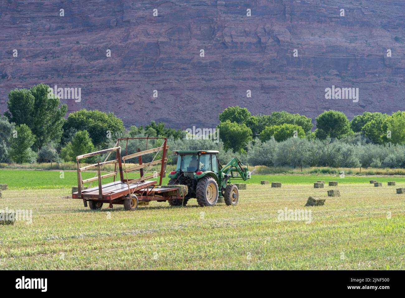 A rancher collecting hay bales with a tractor and a bale wagon on a ...