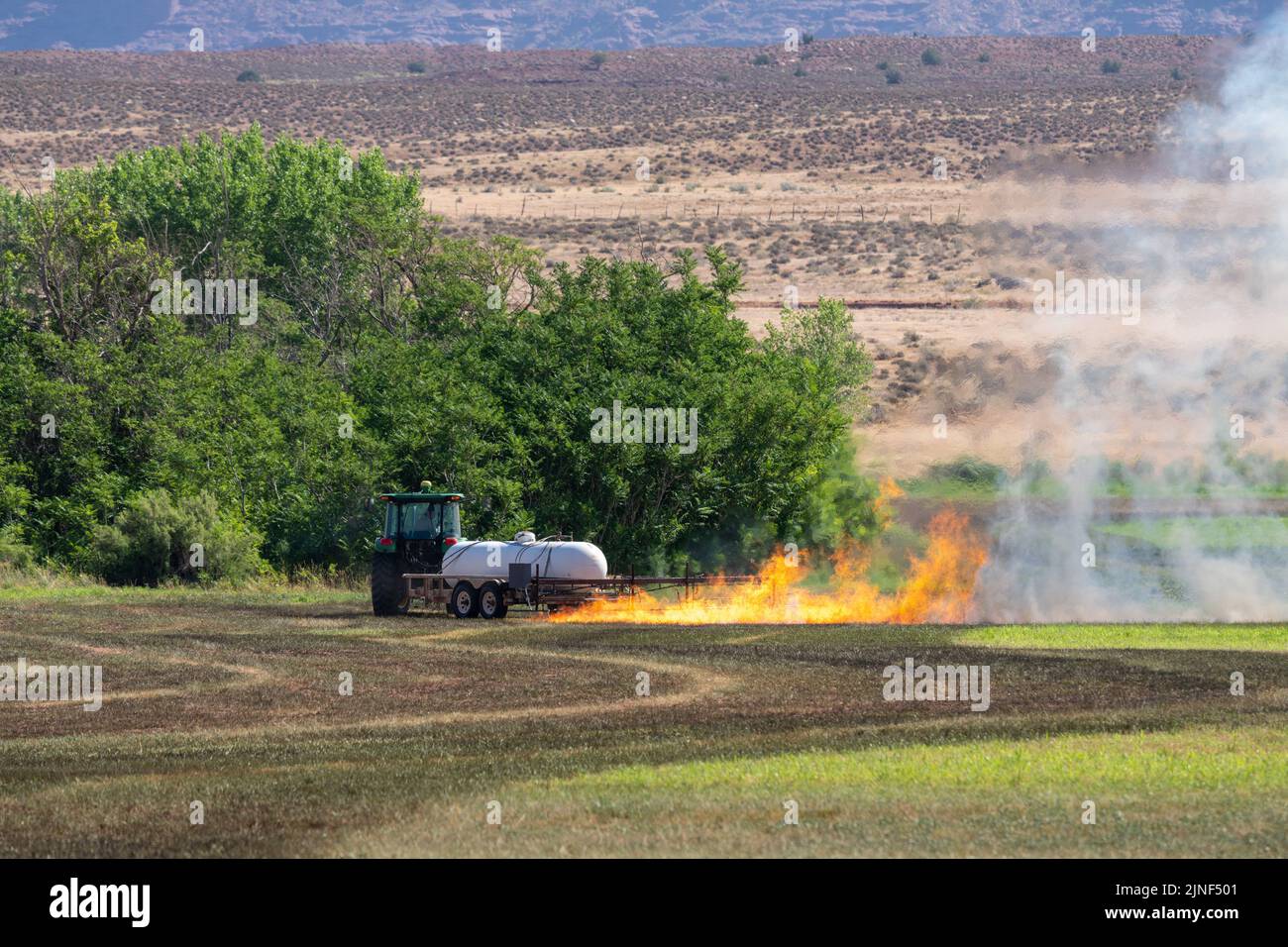 A tractor pulling a propane burner burns weeds in an hayfield after ...