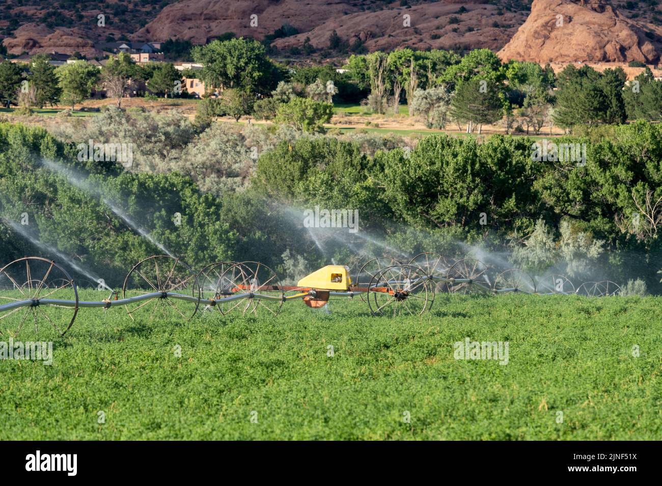 A wheel line or sideroll irrigation system watering a field of alfalfa ...