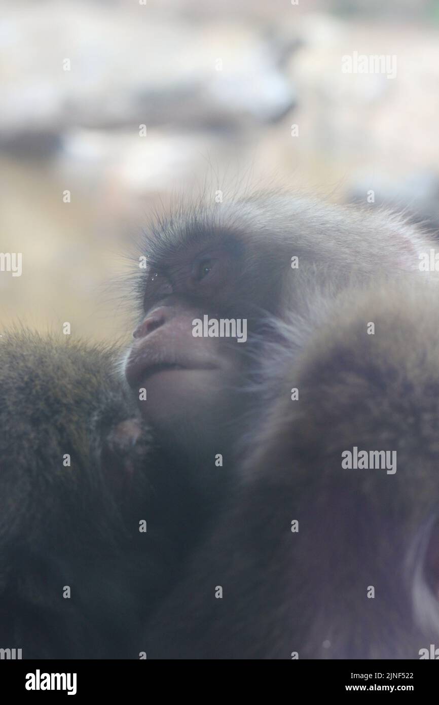 Cute baby monkey looking off in a dramatic sad way Stock Photo - Alamy