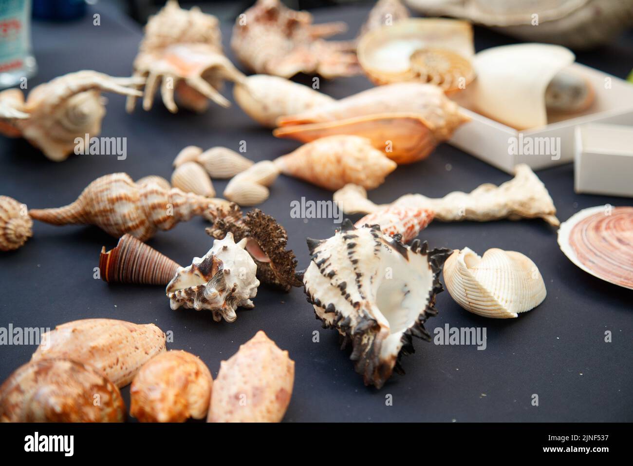 Brisbane, Australia, 11/08/2022, Queensland Museum shell specimens ...