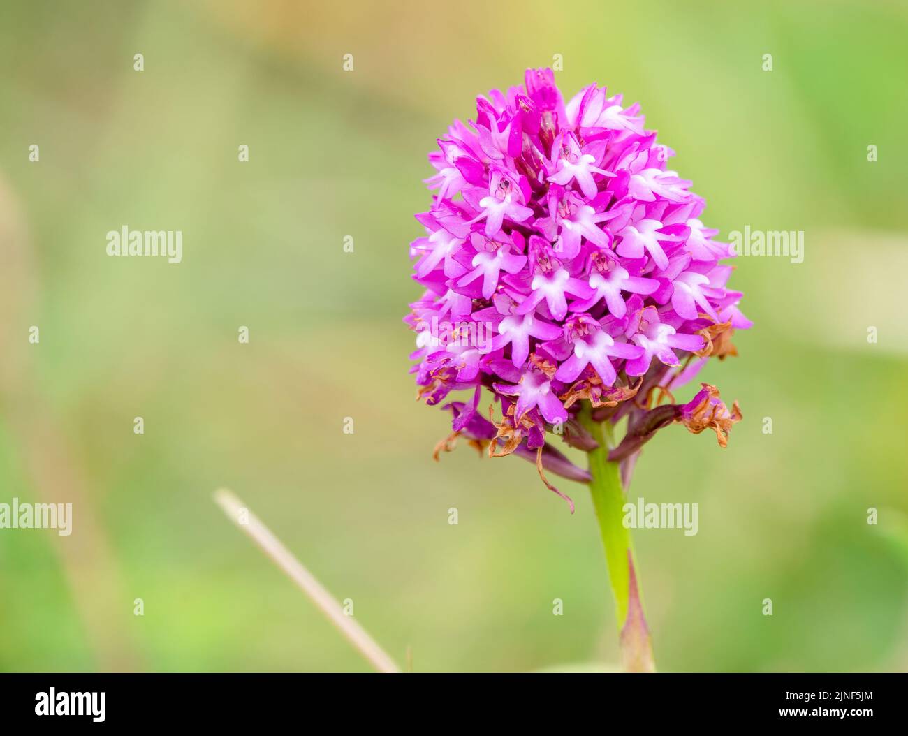 beautiful pink and purple pyramidal orchid (Anacamptis pyramidalis ...