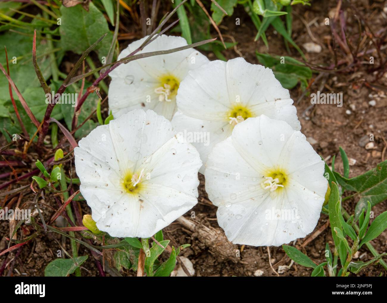 detailed closeup of field bindweed flowers a.k.a. bearbine, bethbine ...