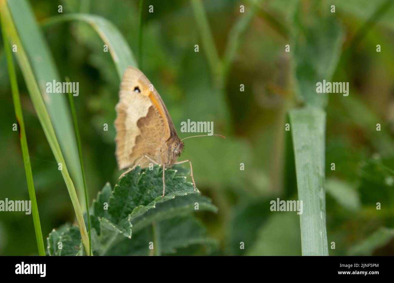 detailed closeup of a meadow brown butterfly (Maniola jurtina Stock ...