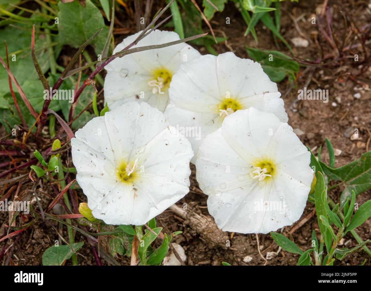 detailed closeup of field bindweed flowers a.k.a. bearbine, bethbine ...