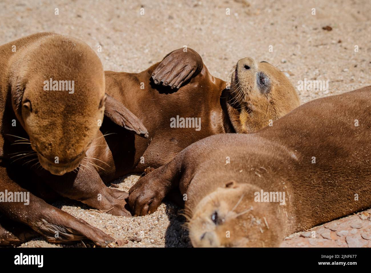 Giant river otters play on hi-res stock photography and images - Alamy