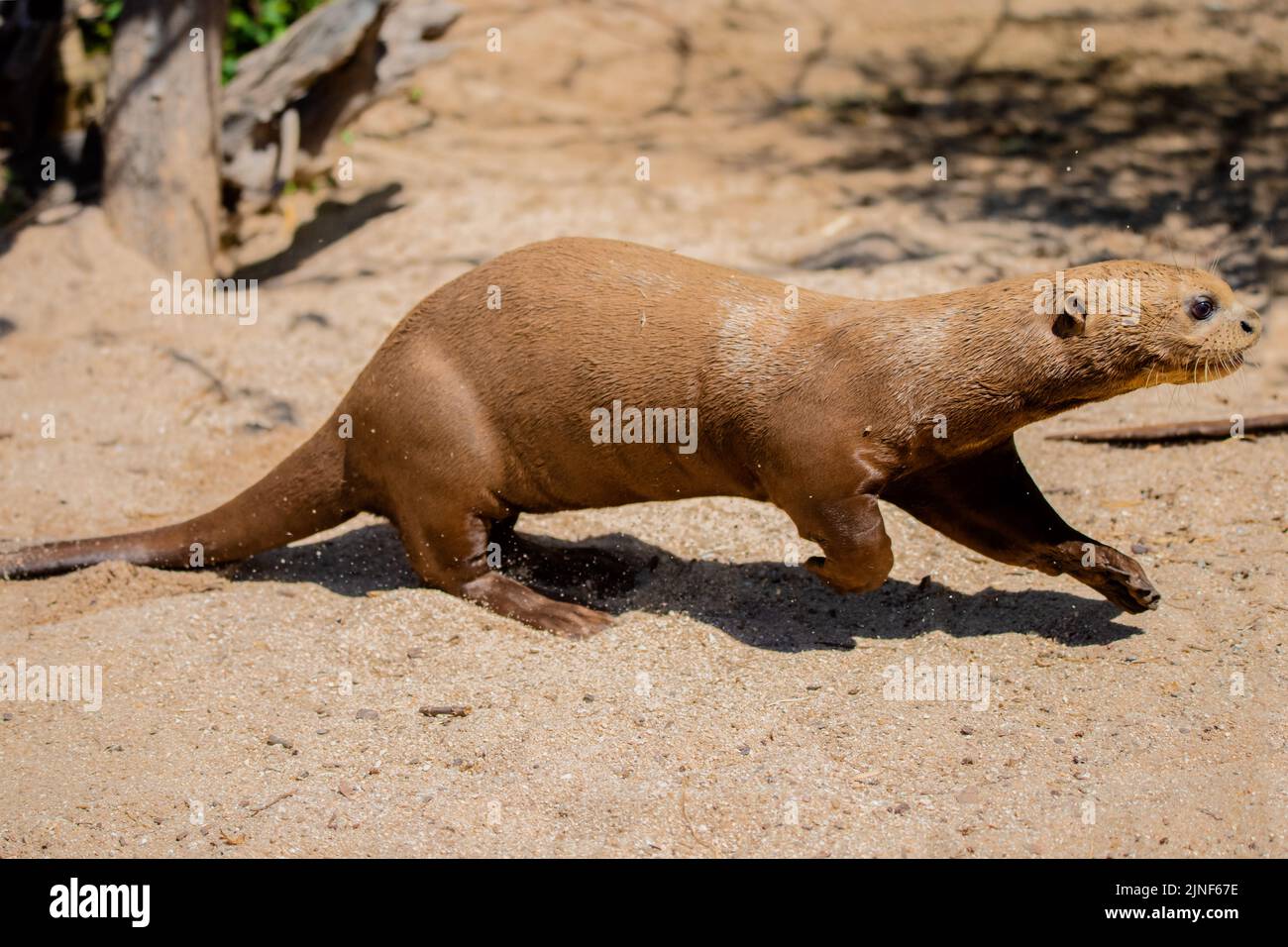 Full body portrait of an adult giant otter running happily in the sand ...