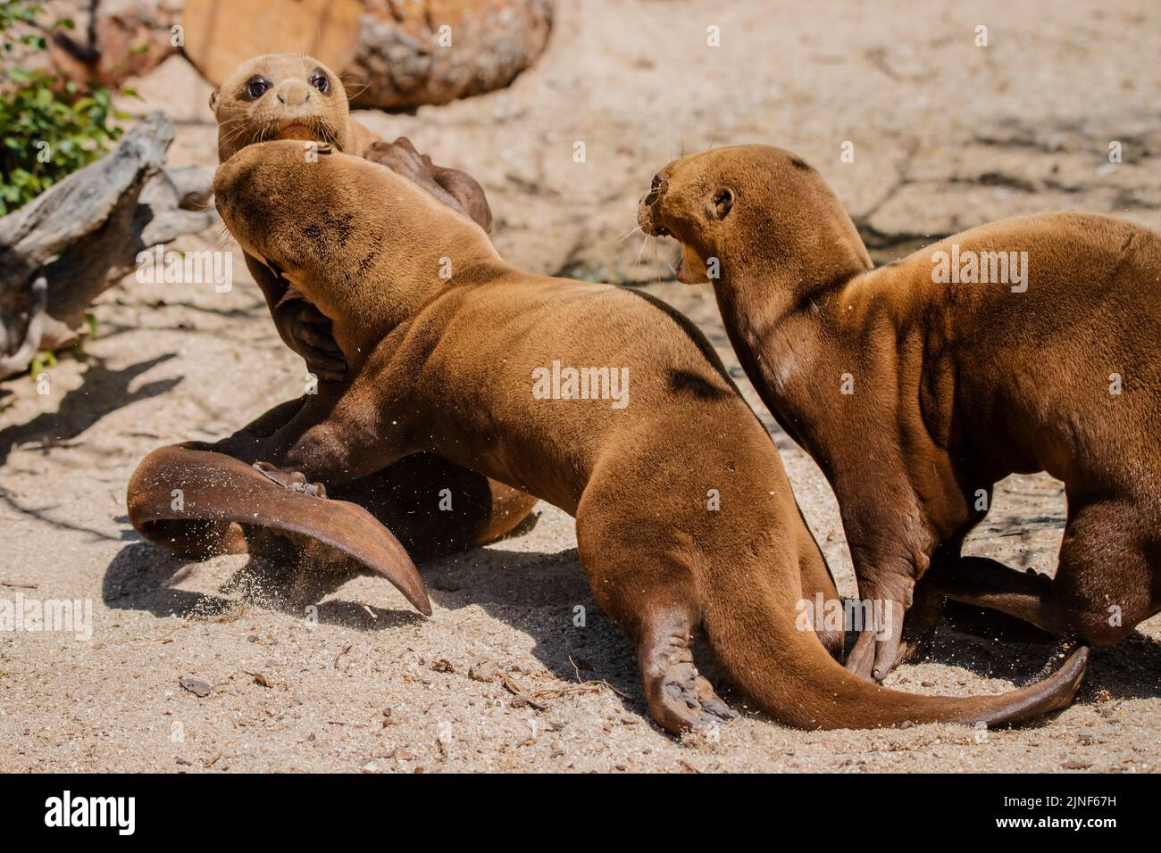 Group of family young giant otters playing in summer under sunlight ...