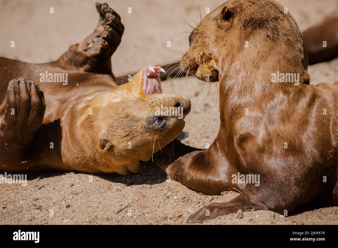 Face portrait of two giant otter brothers playing on the sand in summer ...