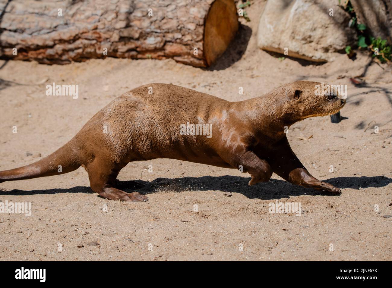 Full body portrait of an adult giant otter running happily in the sand ...