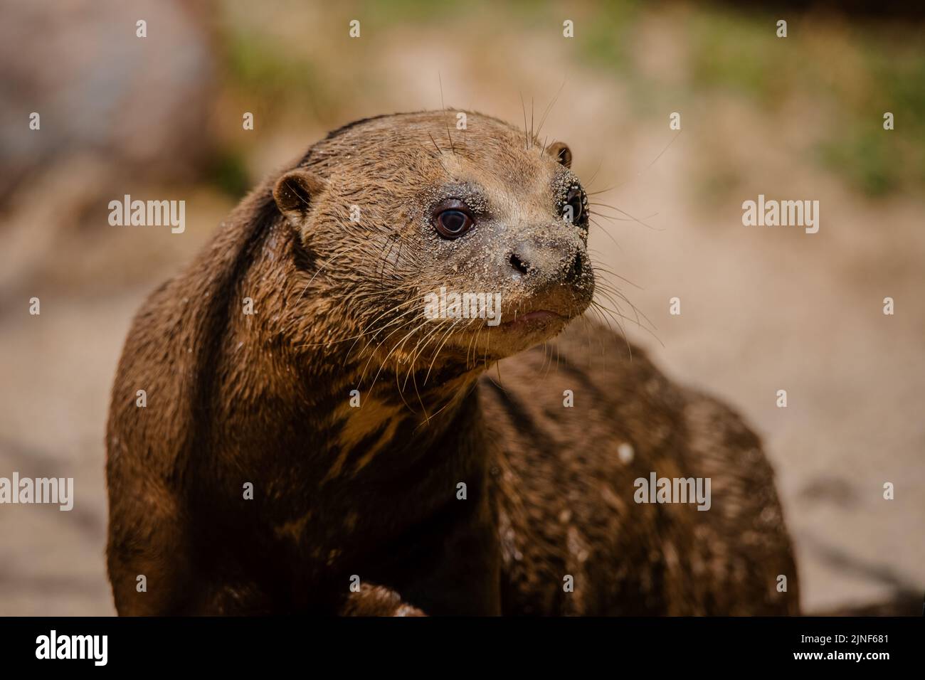 Giant river otter family hi-res stock photography and images - Alamy
