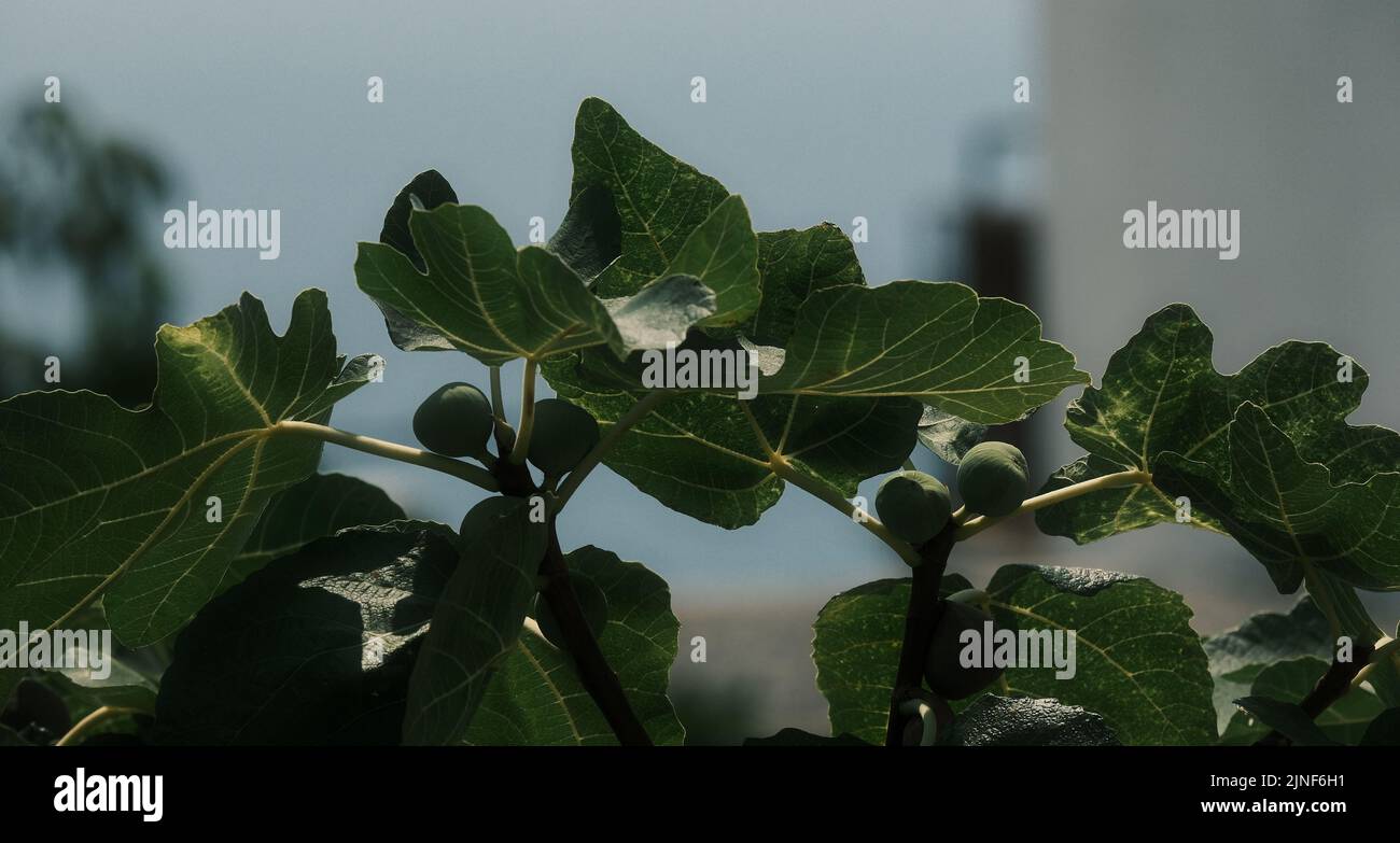 Small green figs under green leaves Stock Photo - Alamy