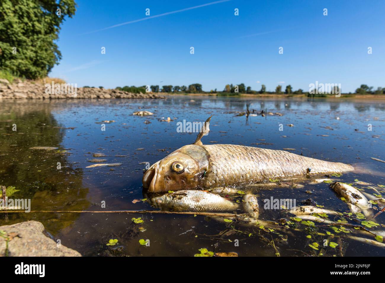 Brieskow Finkenheerd, Germany. 11th Aug, 2022. A dead chub and other ...