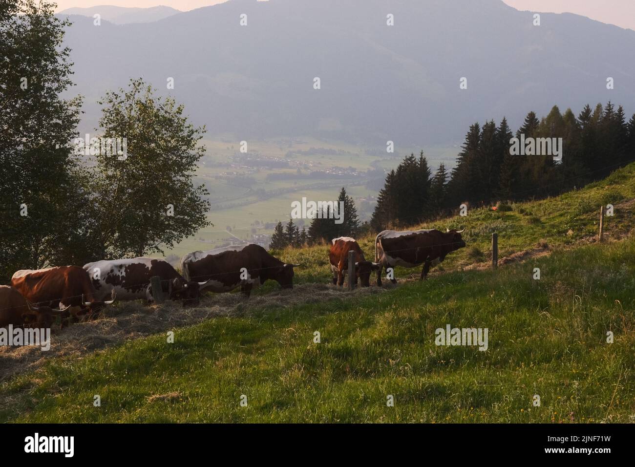 A green mountain meadow with grazing cattle. Saalfelden, Salzburg ...