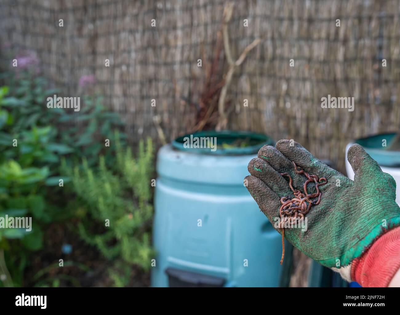 Red compost worms displayed in front of plastic compost bin in the city ...